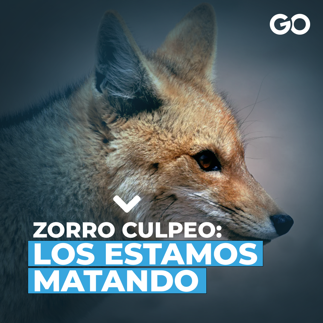 Especie De Zorro Culpeo